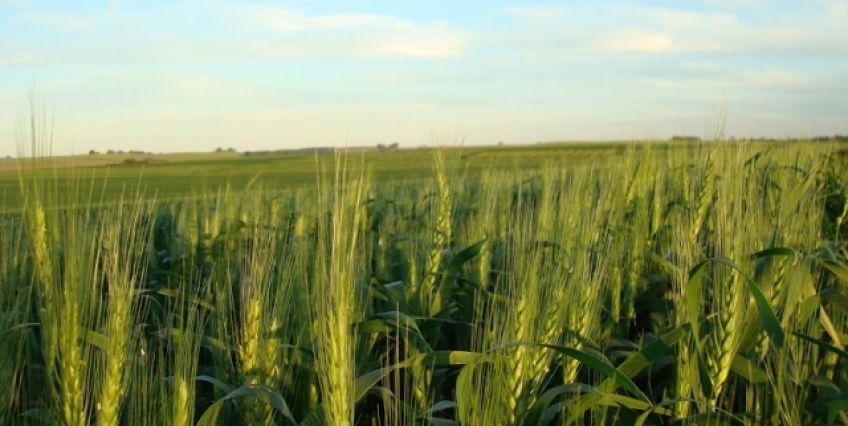 Freekeh, o trigo verde: benefícios e como usar - Notícias setorial ...