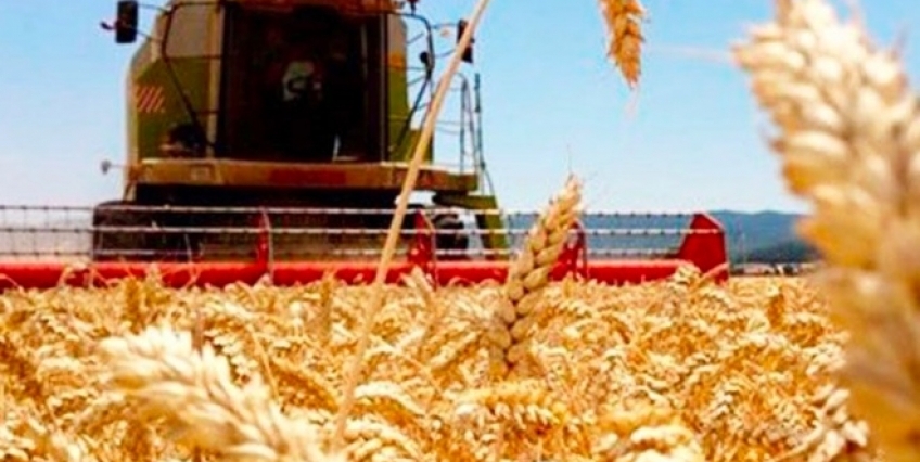 Trigo: Brasil deve importar 6,5 milhões de toneladas em 2020/21 ...