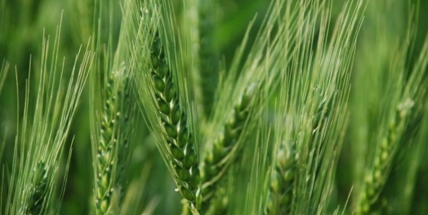 Lavouras de trigo apresentam bons resultados - Notícias setorial ...